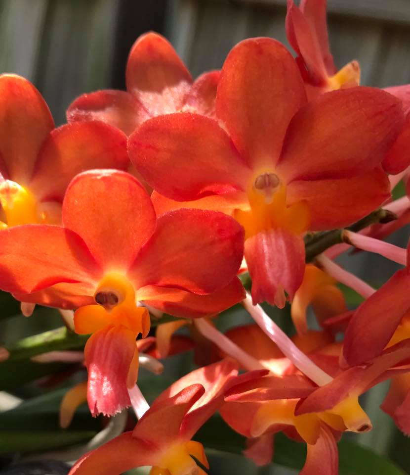 Prra. Tony Tan Keng Yam Orange – Kultana Orchids