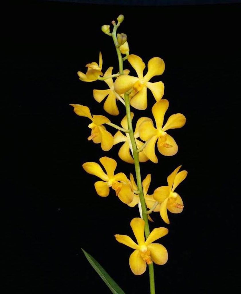 Mokara Chao Praya Classic (Aranda) – Kultana Orchids