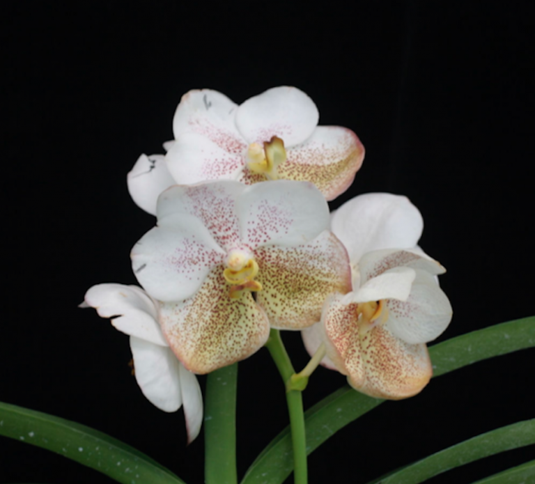 KT 7289 V. sanderiana x V. White Leopard – Kultana Orchids