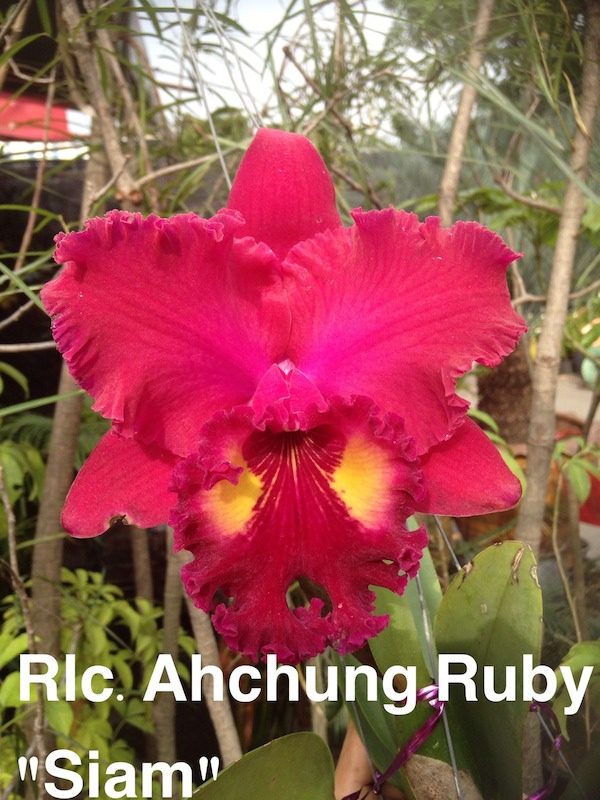 Rlc Ahchung Ruby ‘Siam’ – Kultana Orchids