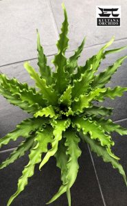 Asplenium antiguum cv. Osaka – Kultana Orchids
