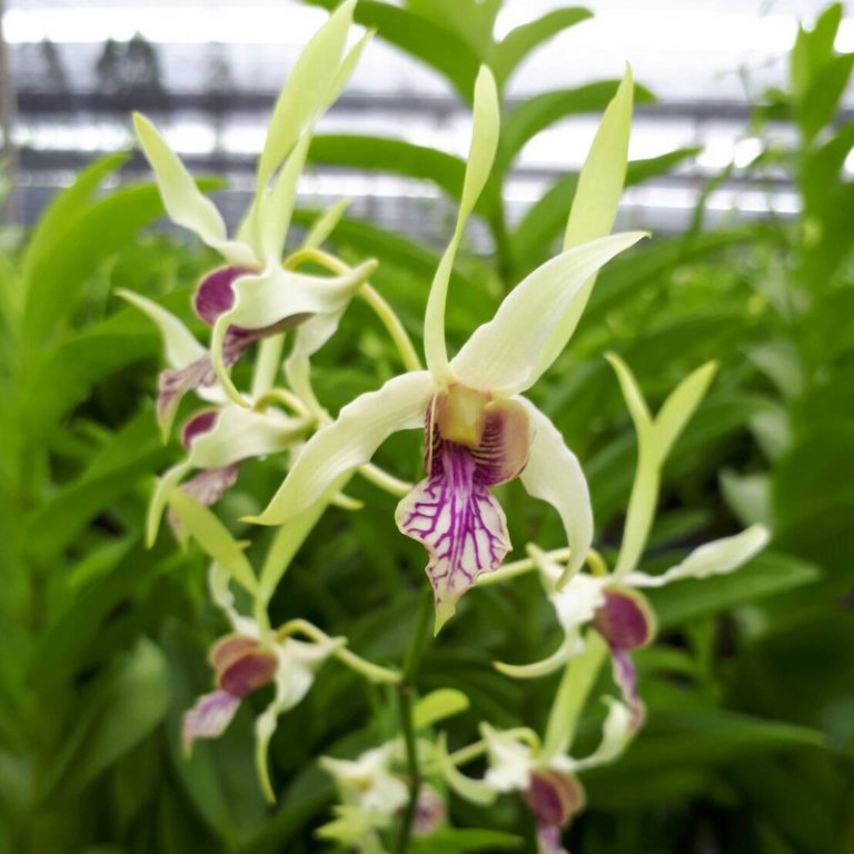 Den. Rabbit Bangkok – Kultana Orchids