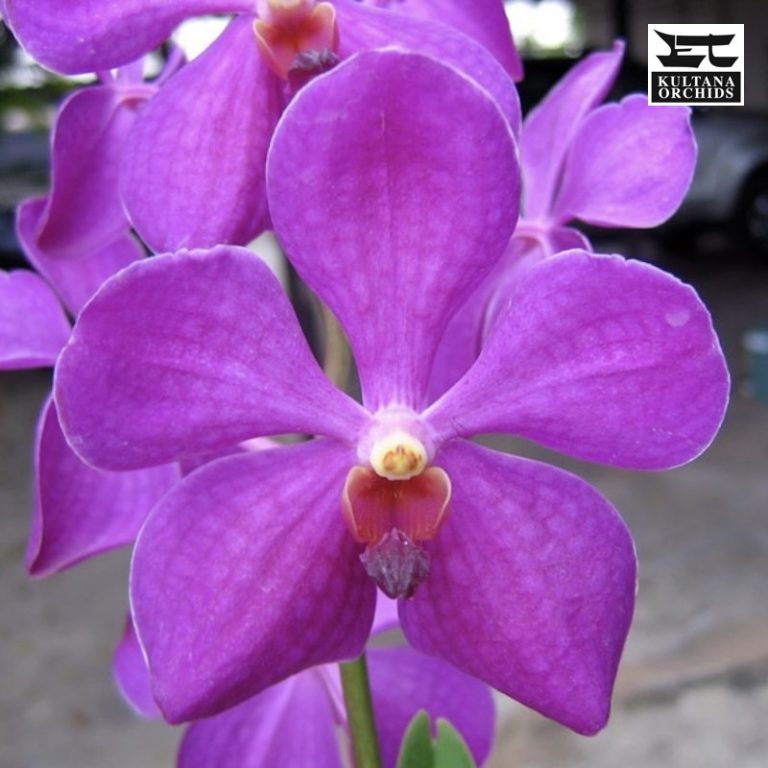 Aranda Jairak Purple (Aranda) – Kultana Orchids