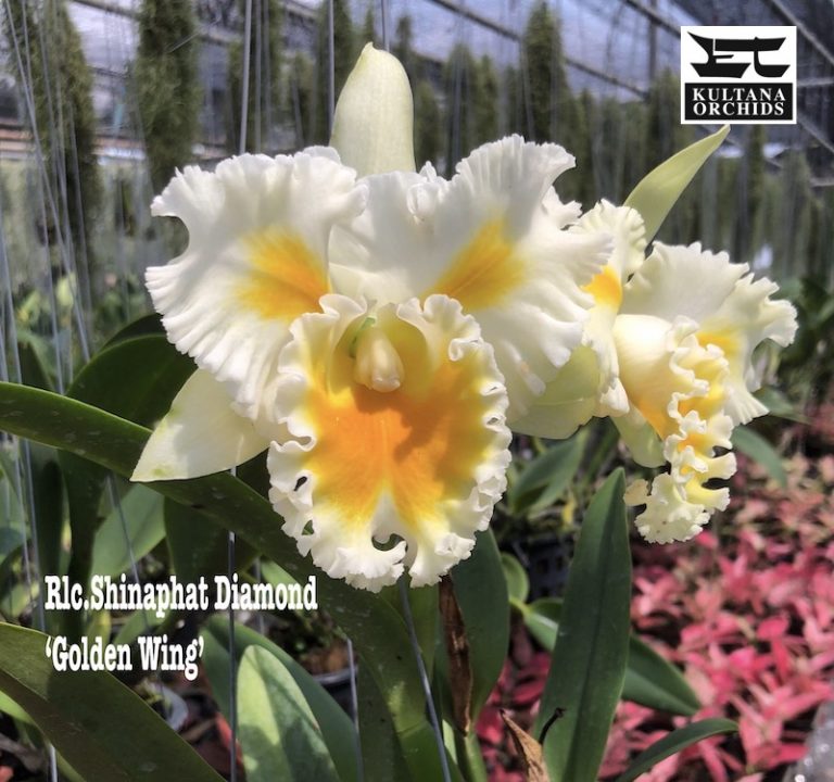 Rlc. Shinaphat Diamond ‘Golden Wing’ – Kultana Orchids