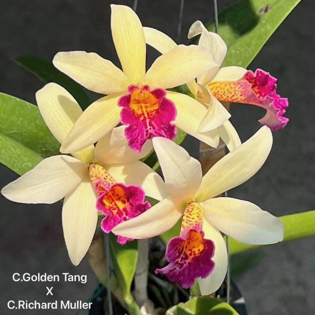 C. Golden Tang x C. Richard Muller – Kultana Orchids