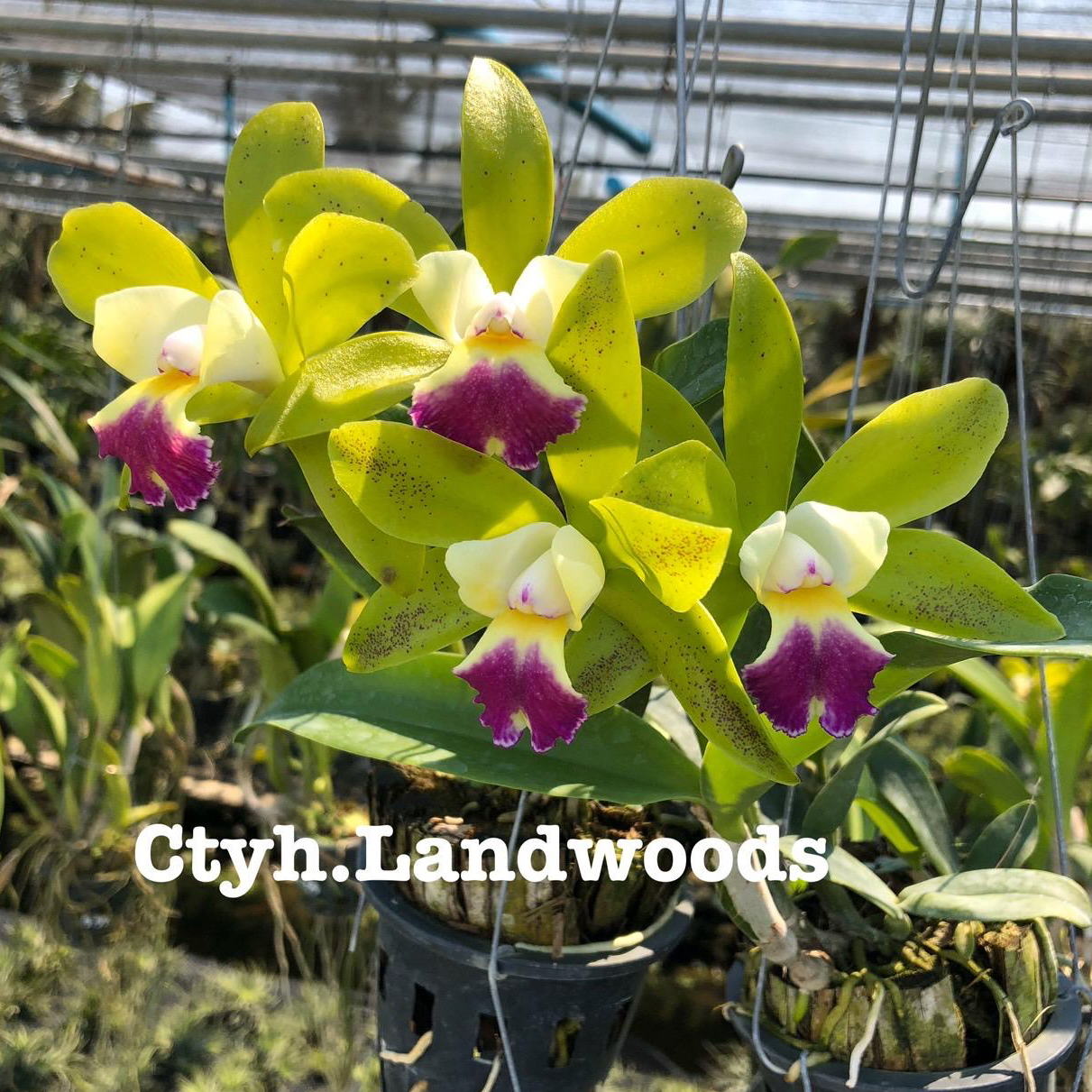 Ctyh . Landwoods – Kultana Orchids