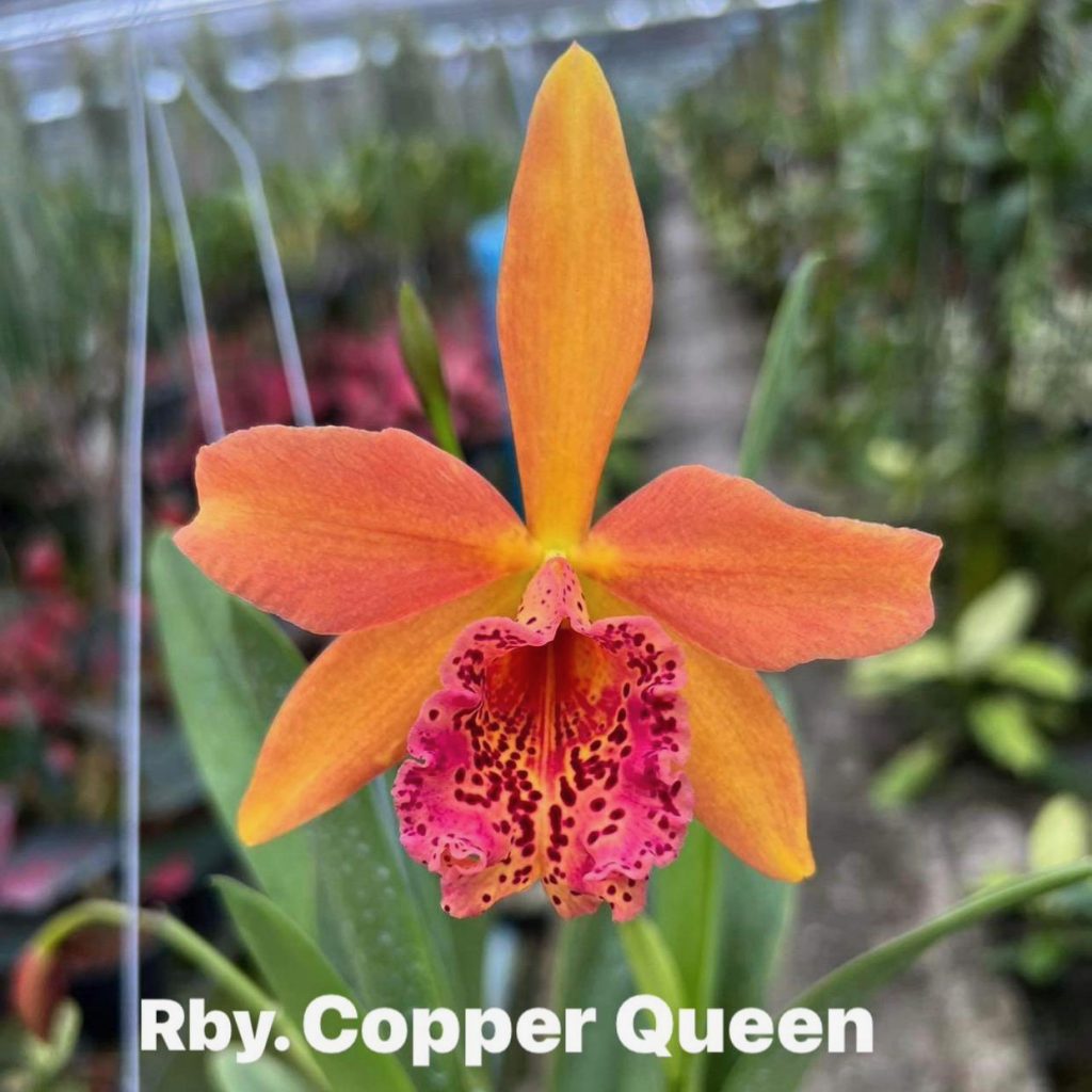 Rby. Copper Queen – Kultana Orchids