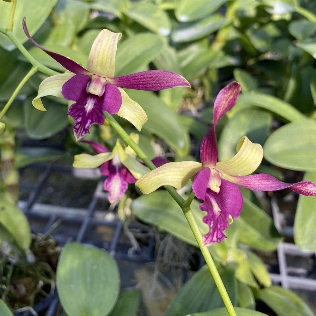 Den. Carol Goo – Kultana Orchids